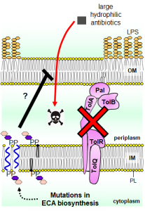 CHNG Shu Sin - NUS Chemistry | NUS Chemistry